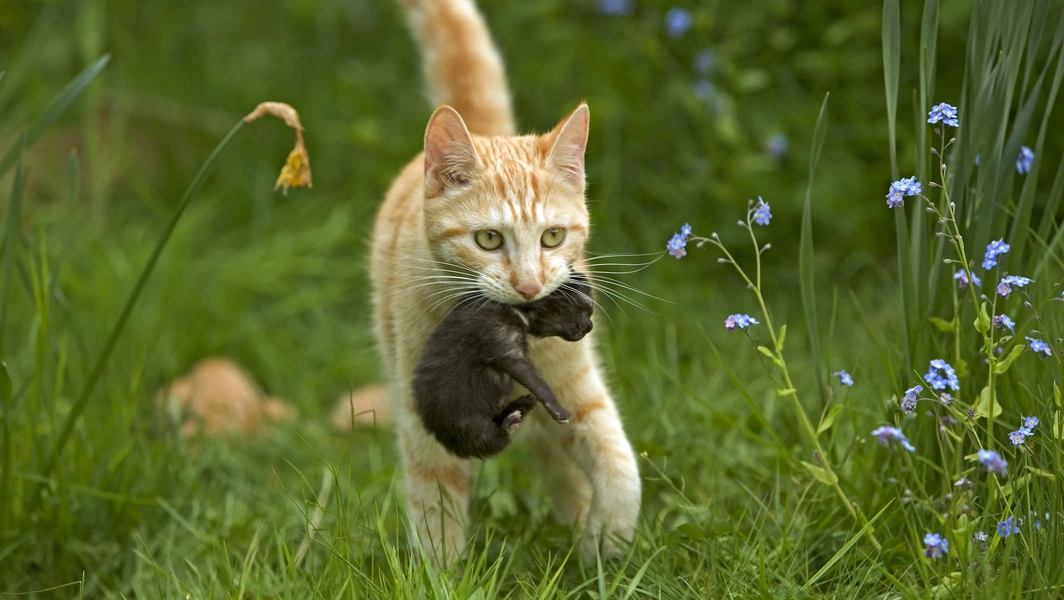 Why mother cats relocate their kittens