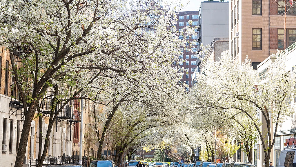 How to identify and remove Callery pear trees