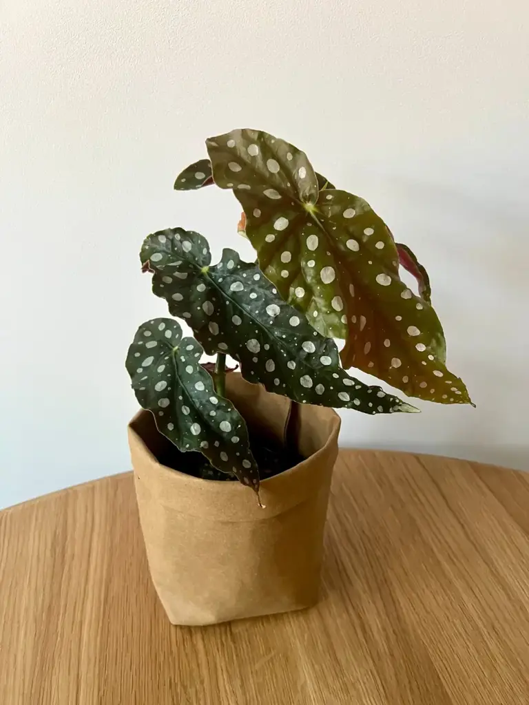 La Begonia maculata, una planta delicada no apta para principiantes