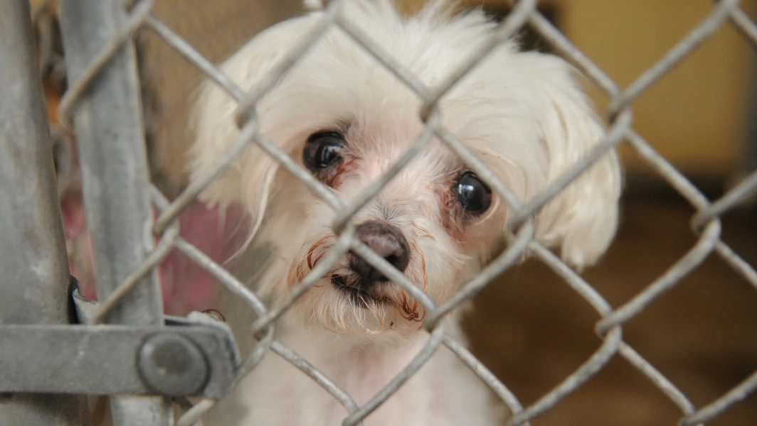 6 inspiring stories of bonded rescue dogs