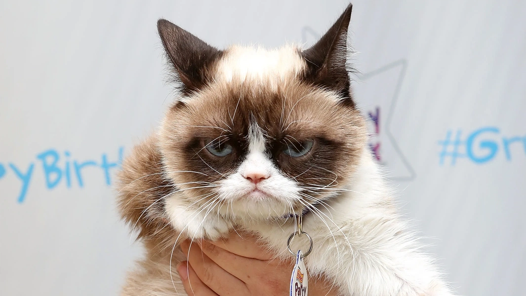 5 iconic cat memes and viral feline moments