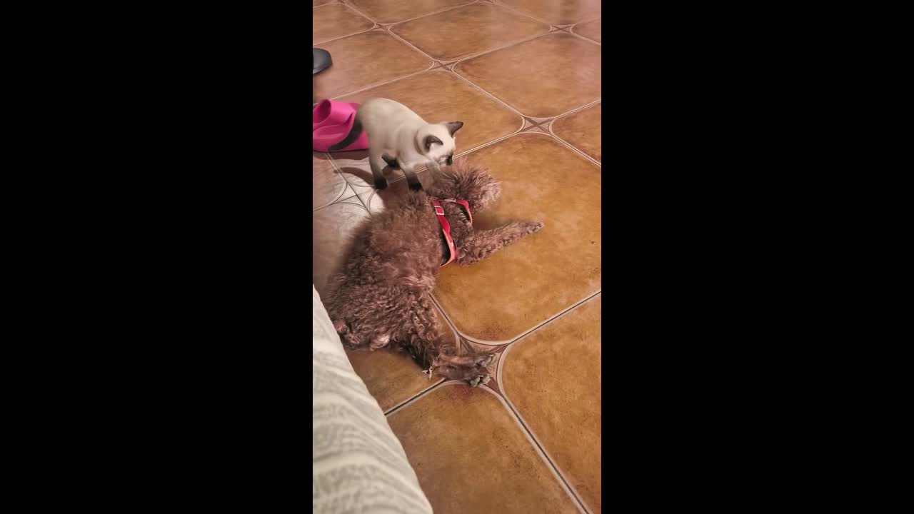 Siamese cat startles dog with unexpected jump in Anhui, China