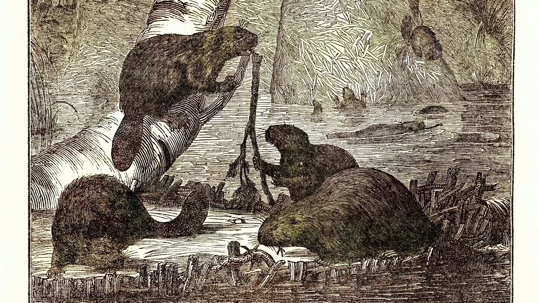 UK beaver trial shows major flood and biodiversity gains