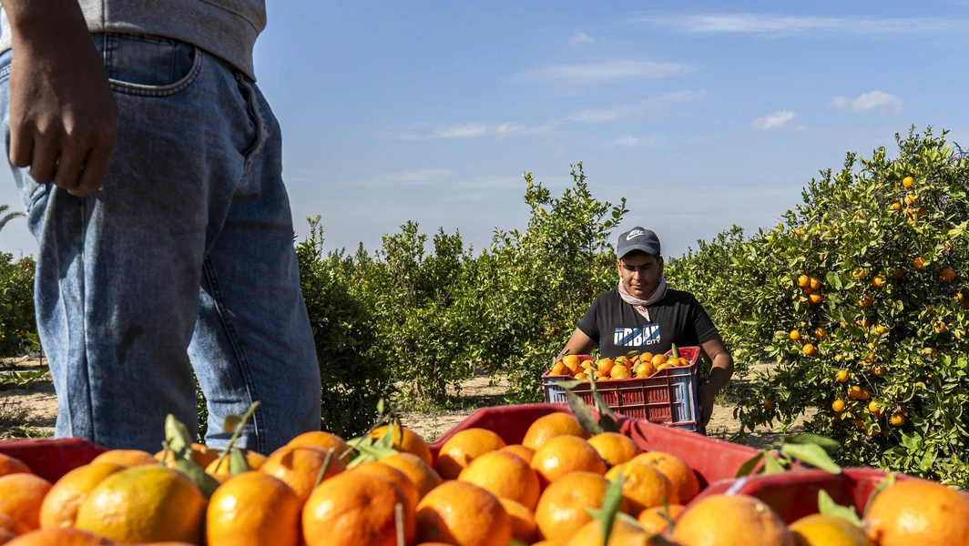 Clementine facts, varieties, and uses