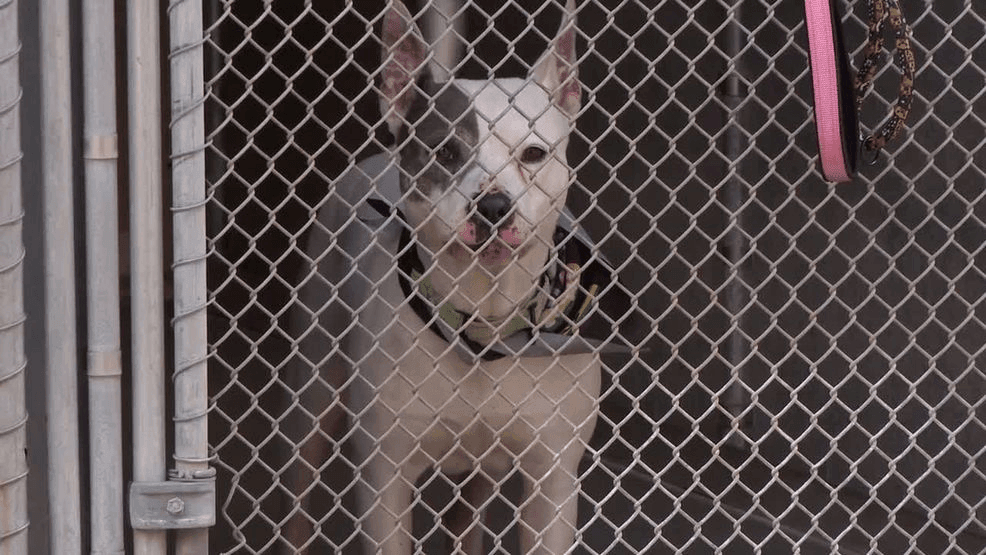 Local animal shelter in 'code red' as it houses 800+ pets, urgently ...