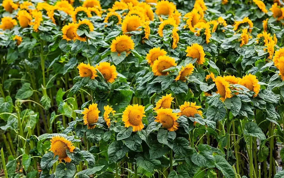 Sunflower secrets every gardener should know