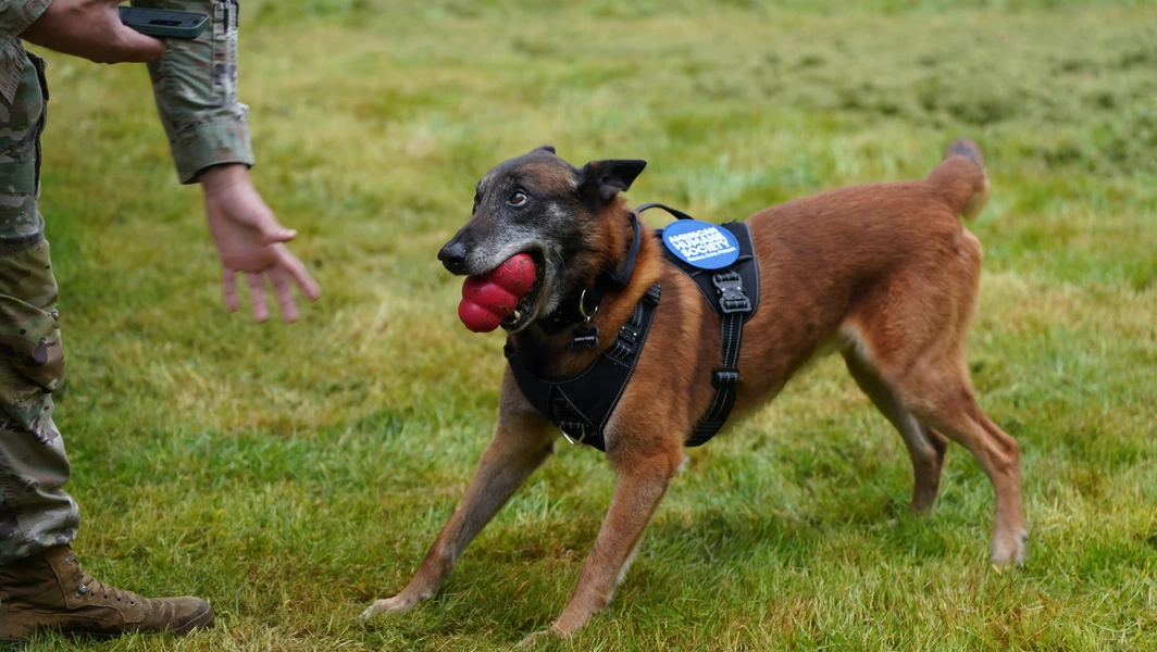 14 courageous dog breeds known for protection and service