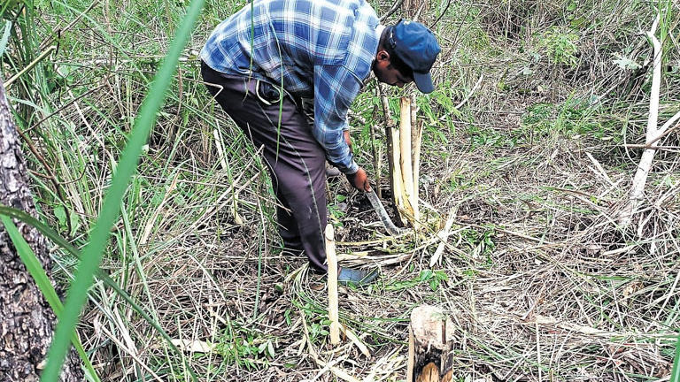Muthanga emerges as model site in Kerala’s drive to eradicate invasive ...