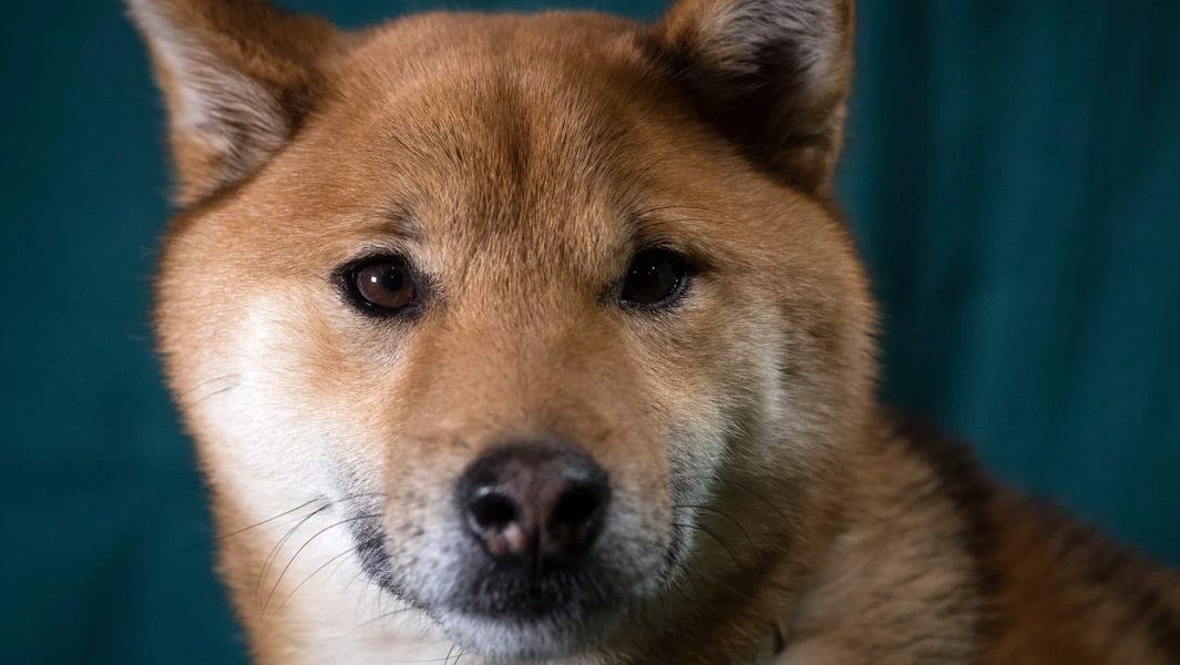 15 dog breeds that show affection selectively