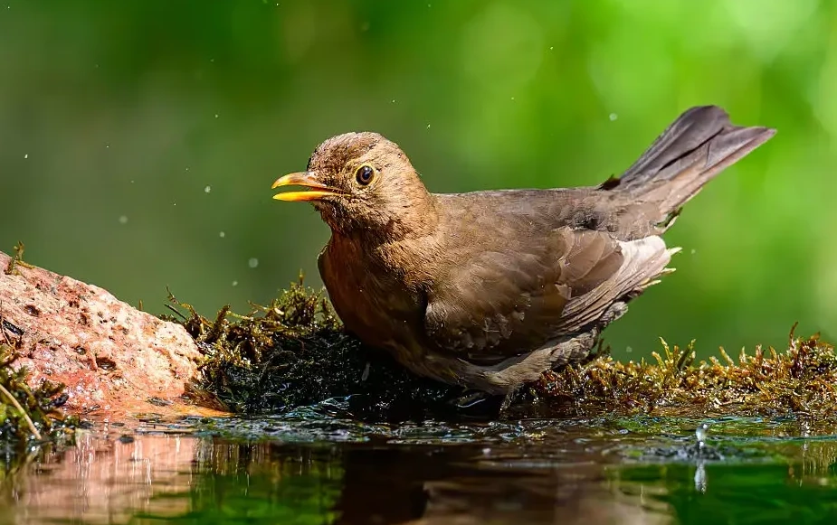 Turn your garden into a bird paradise