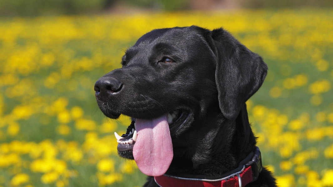 13 popular names for black labradors