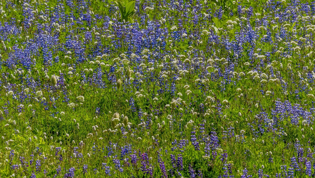 14 invasive blue-flowering plants to watch