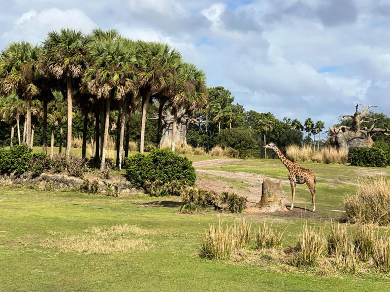 Best things to do at Animal Kingdom: My favorite rides, food & experiences