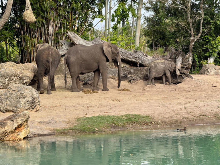 Best things to do at Animal Kingdom: My favorite rides, food & experiences