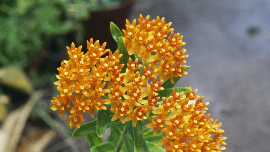 Hardy perennials that attract pollinators