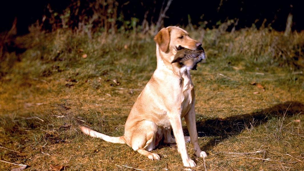 Labrador retrievers: History, traits, and roles