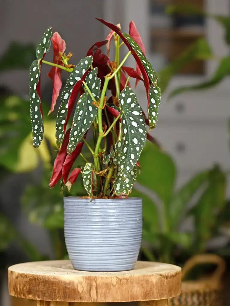La Begonia maculata, una planta delicada no apta para principiantes