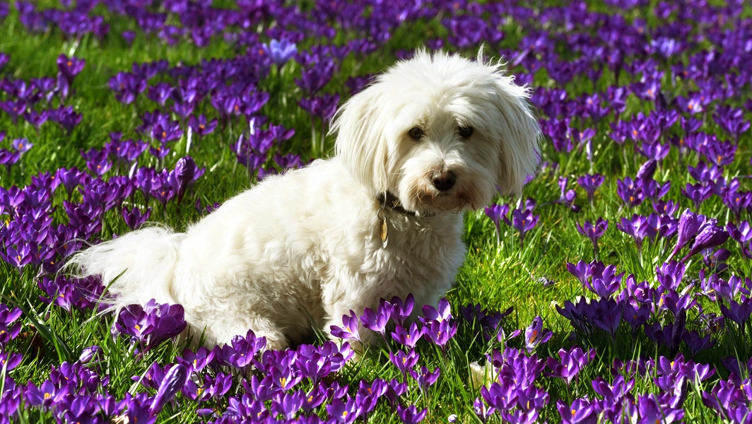 20 beautiful flower names for dogs