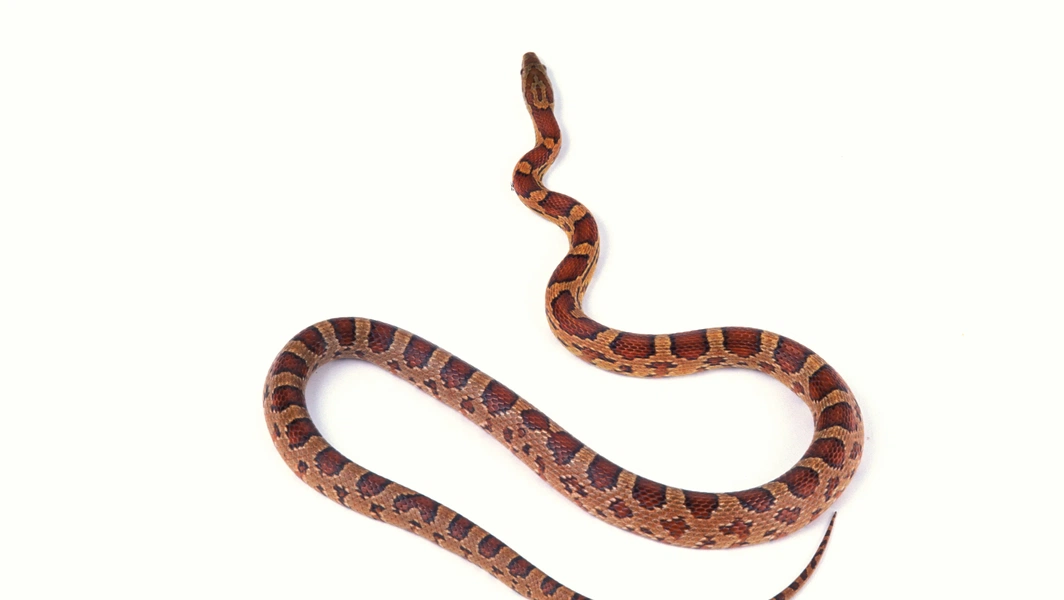 6 brown snake species found in Florida