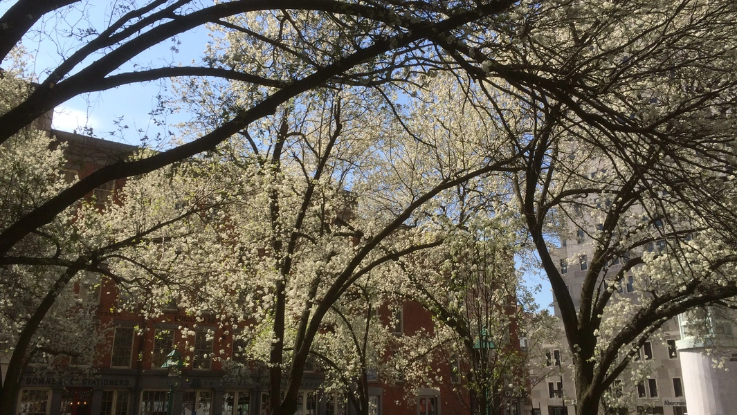 How to identify and remove Callery pear trees