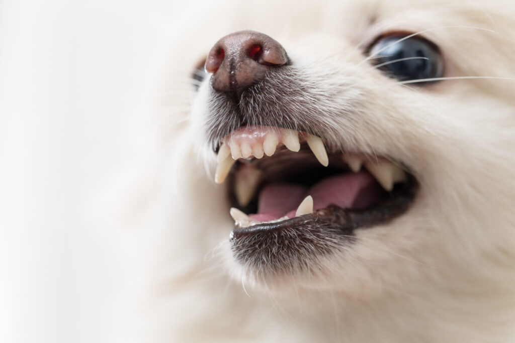 Perché i cani abbaiano al nulla? La risposta arriva dalla scienza