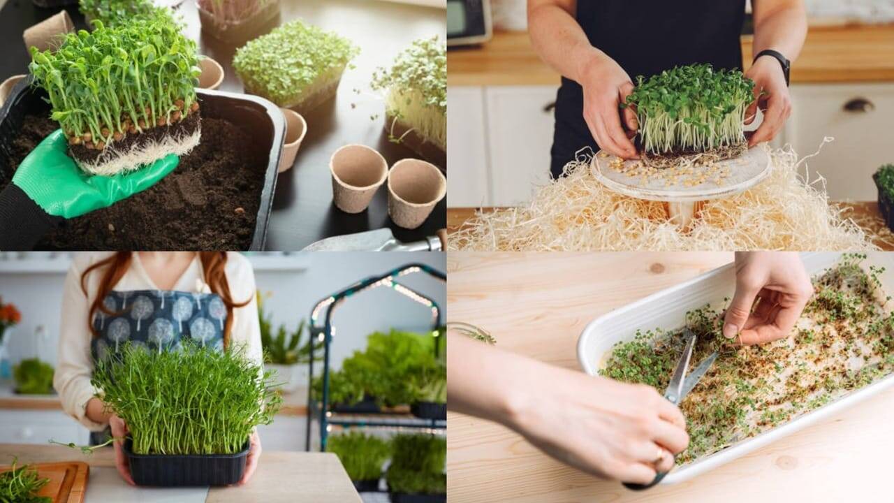 How to grow microgreens at home in just 7 days: A beginner's step-by ...