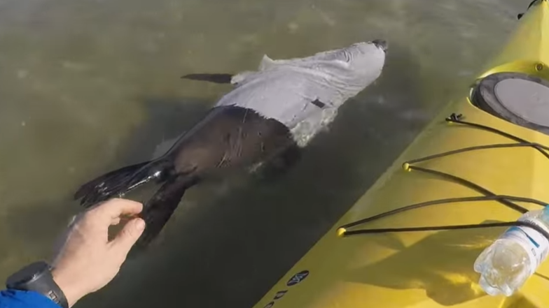 This poor seal was trapped in a pillow case - and slowly dying