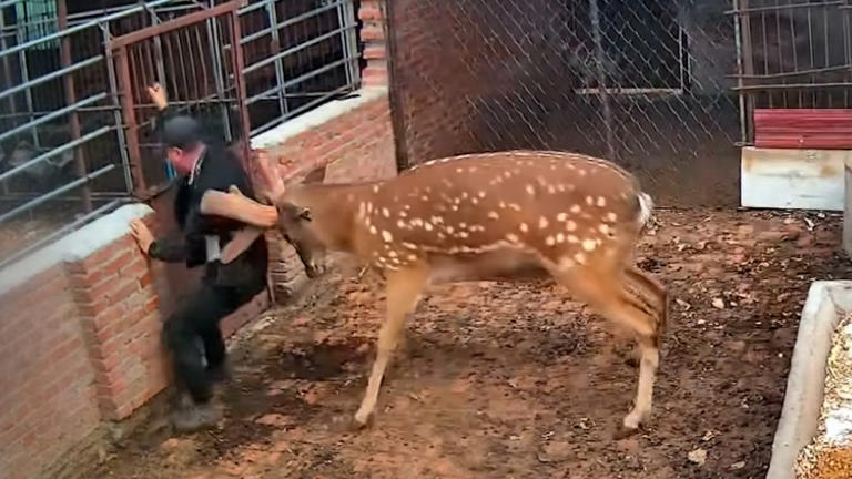 Moment man is charged by sika deer inside enclosure