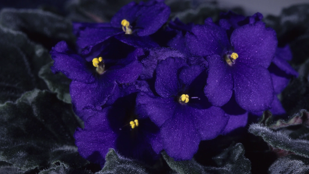 African violet care made simple for endless blooms