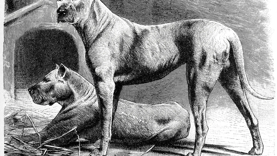 Great Danes: Size, care, and temperament