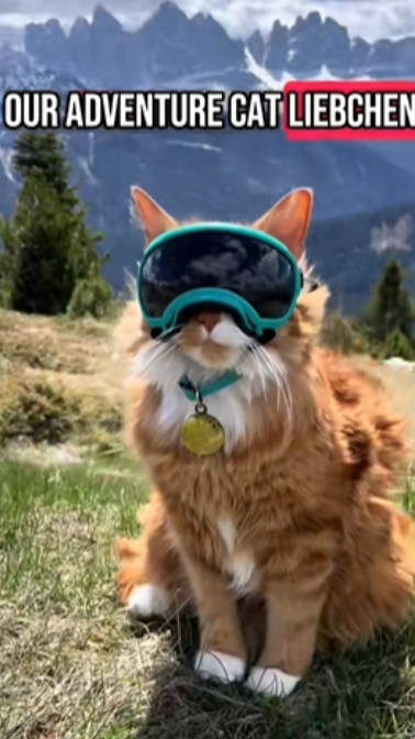 Discovering Amsterdam through a cat’s eyes