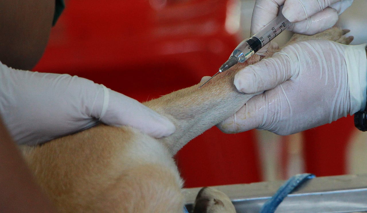 Veterinary assistant surgeons across TN want transfer counselling put off