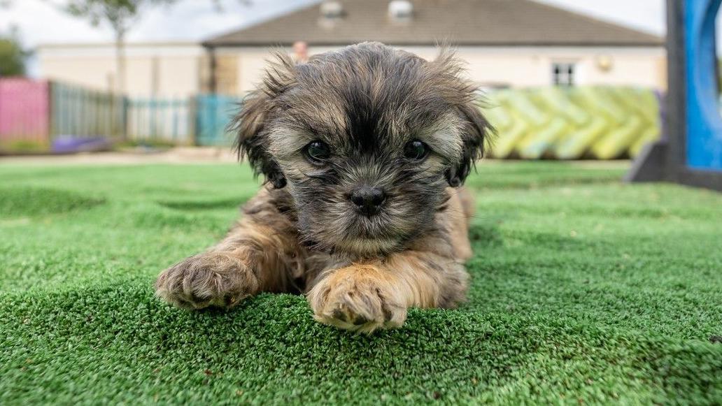 Puppies abandoned under bush find new homes