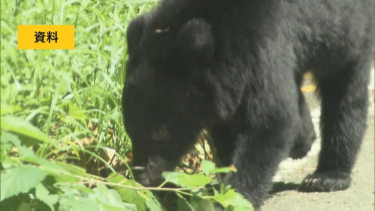 【クマ出没情報】福島市、会津若松市、大玉村でクマ目撃 24日午前 福島