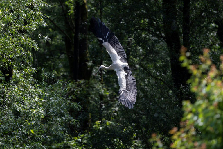 Back in stork: Returning birds bring joy to Croatian village