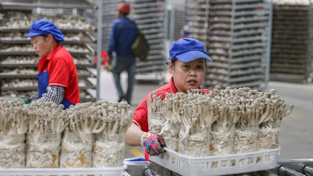 Oyster mushrooms touted as top plant-based chicken swap