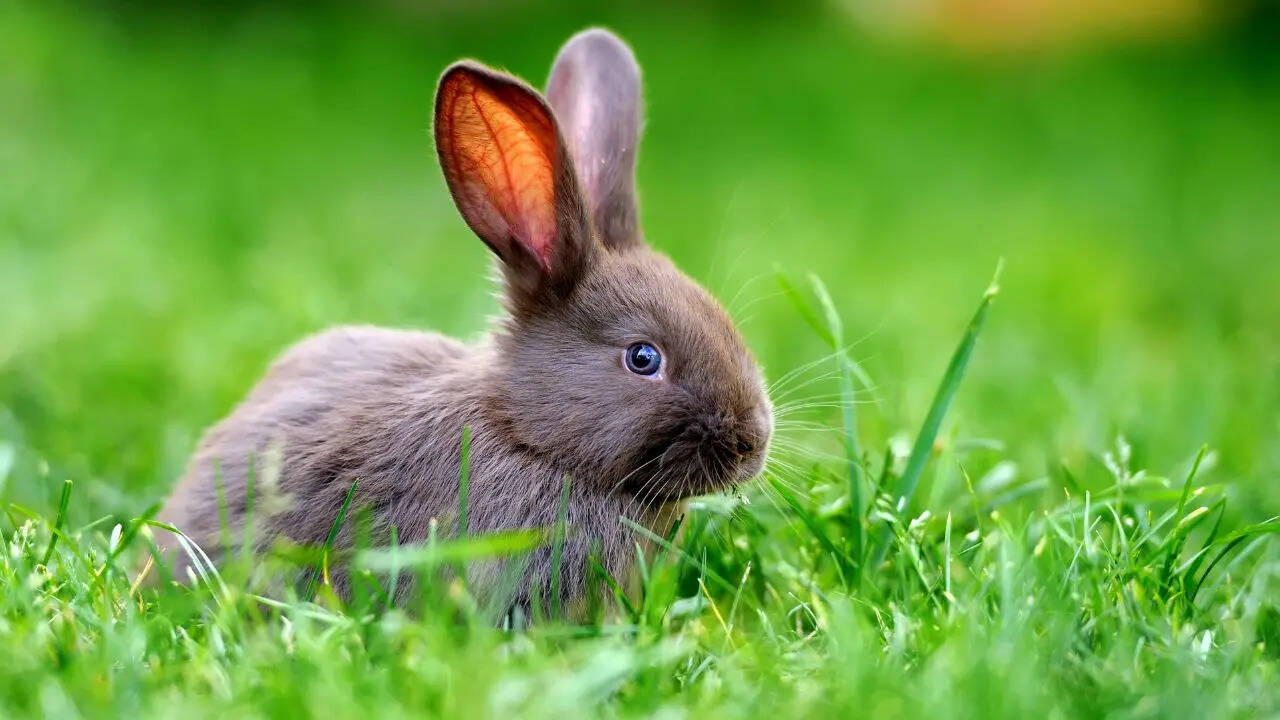 6 fun facts about rabbits you probably didn't know