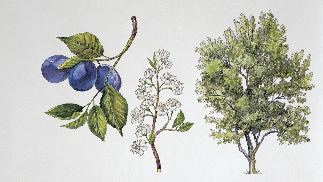 9 compact plum trees perfect for pots