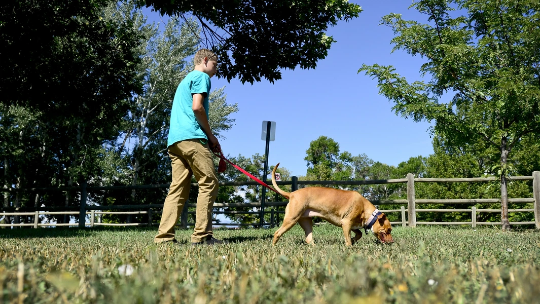 9 simple pleasures that enrich dogs’ lives