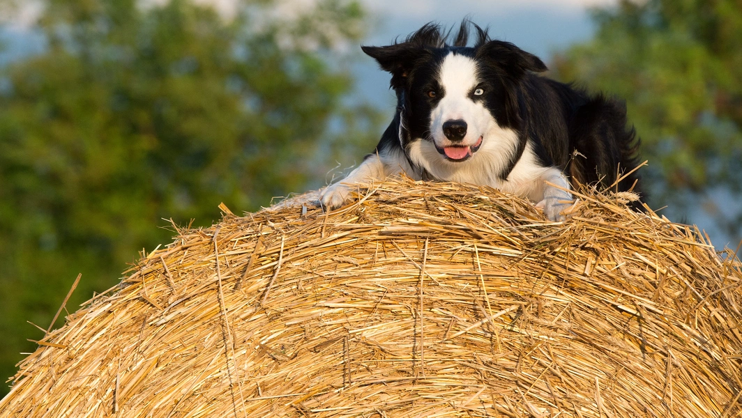 9 awkward and amusing pet moments