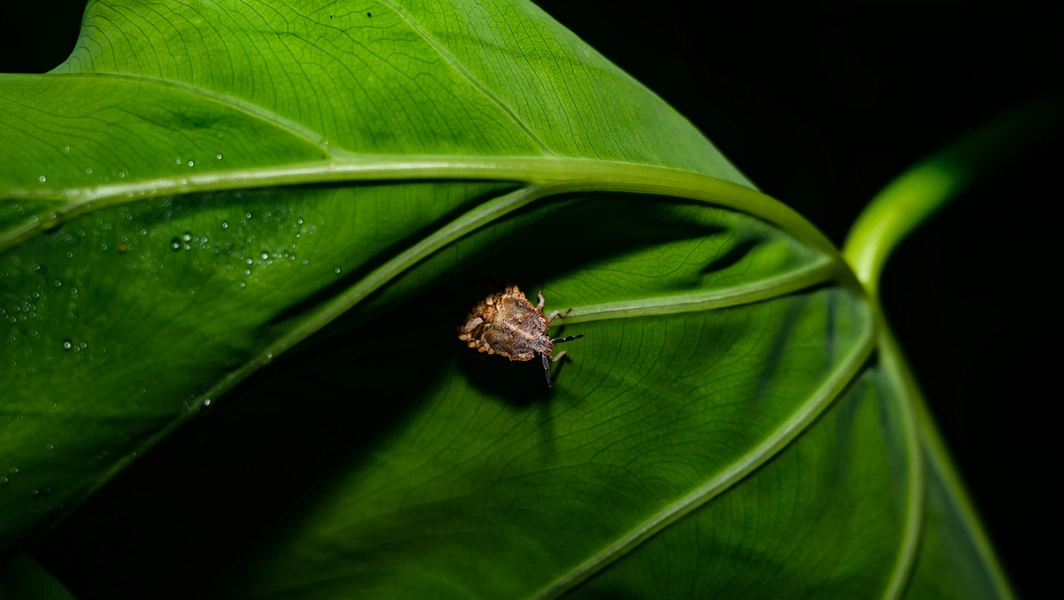 Natural strategies to prevent and remove stink bugs