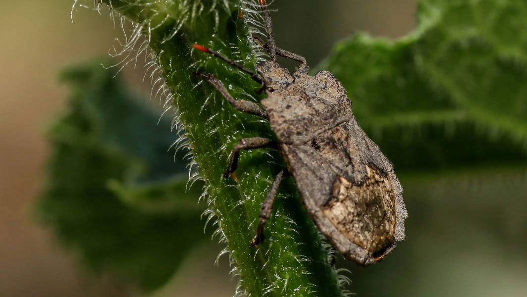 Natural strategies to prevent and remove stink bugs