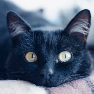 猫から『アイコンタクト』が送られてくるときの理由3つ 隠された心理や上手に応える方法もご紹介
