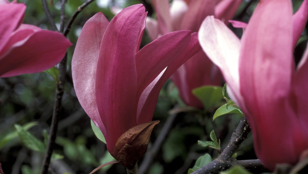 10 magnolia varieties for stunning gardens
