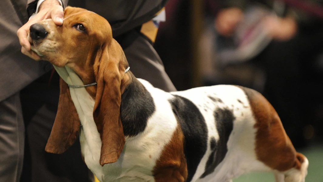 Basset hound care from nose to tail