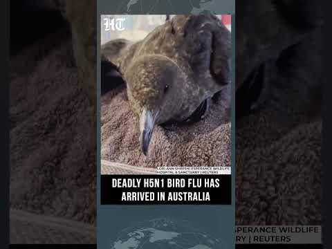 Deadly H5N1 bird flu reaches Australia: First human fatality sparks ...