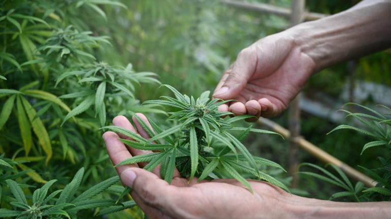 Hawaii enforces registration for hemp retailers and distributors