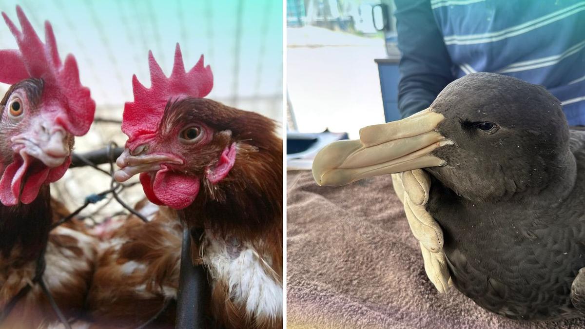 WA farmers 'very concerned' over bird flu threat as Inghams locks down ...