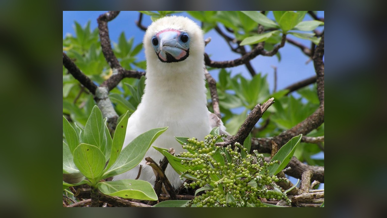 Seabirds, humpback whales, and a 112-year-old lighthouse are all ...