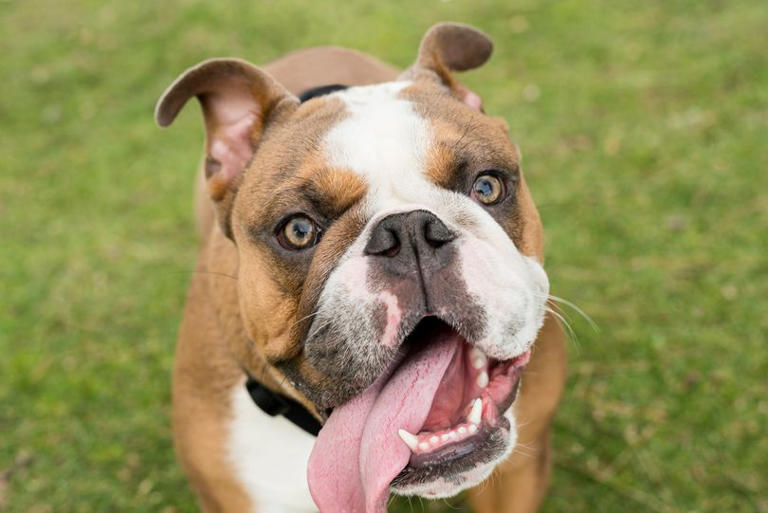 RSPCA 'never' warning to dog owners during heatwave